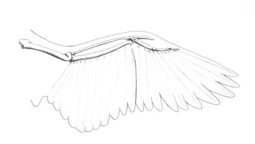 Rigging Asylum: Bird Anatomy - Skeletal